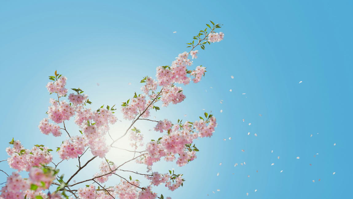 campaign01 | iB MUSIC STUDIO